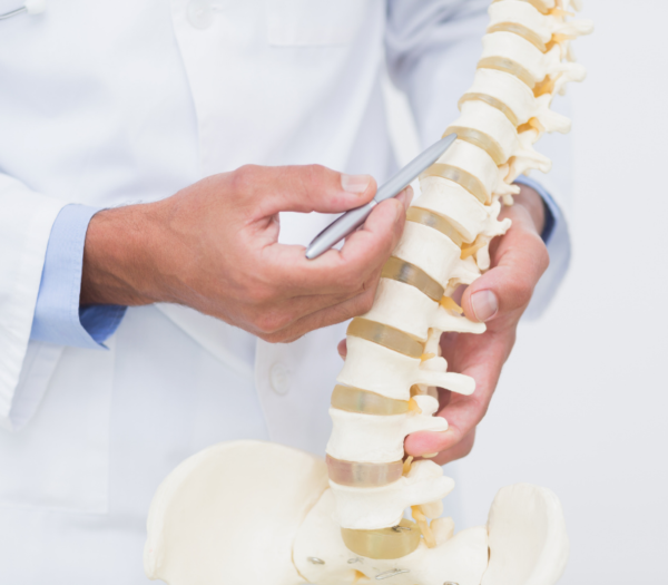 Anatomy of the Spine | Wake Spine & Pain Specialists